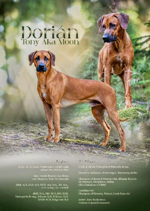 Dorián Tony Aka-Moon :: KCHRR - Klub chovatelů rhodéských ridgebacků, z. s.